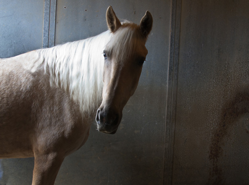 Equus Gallery Three - Horses From France